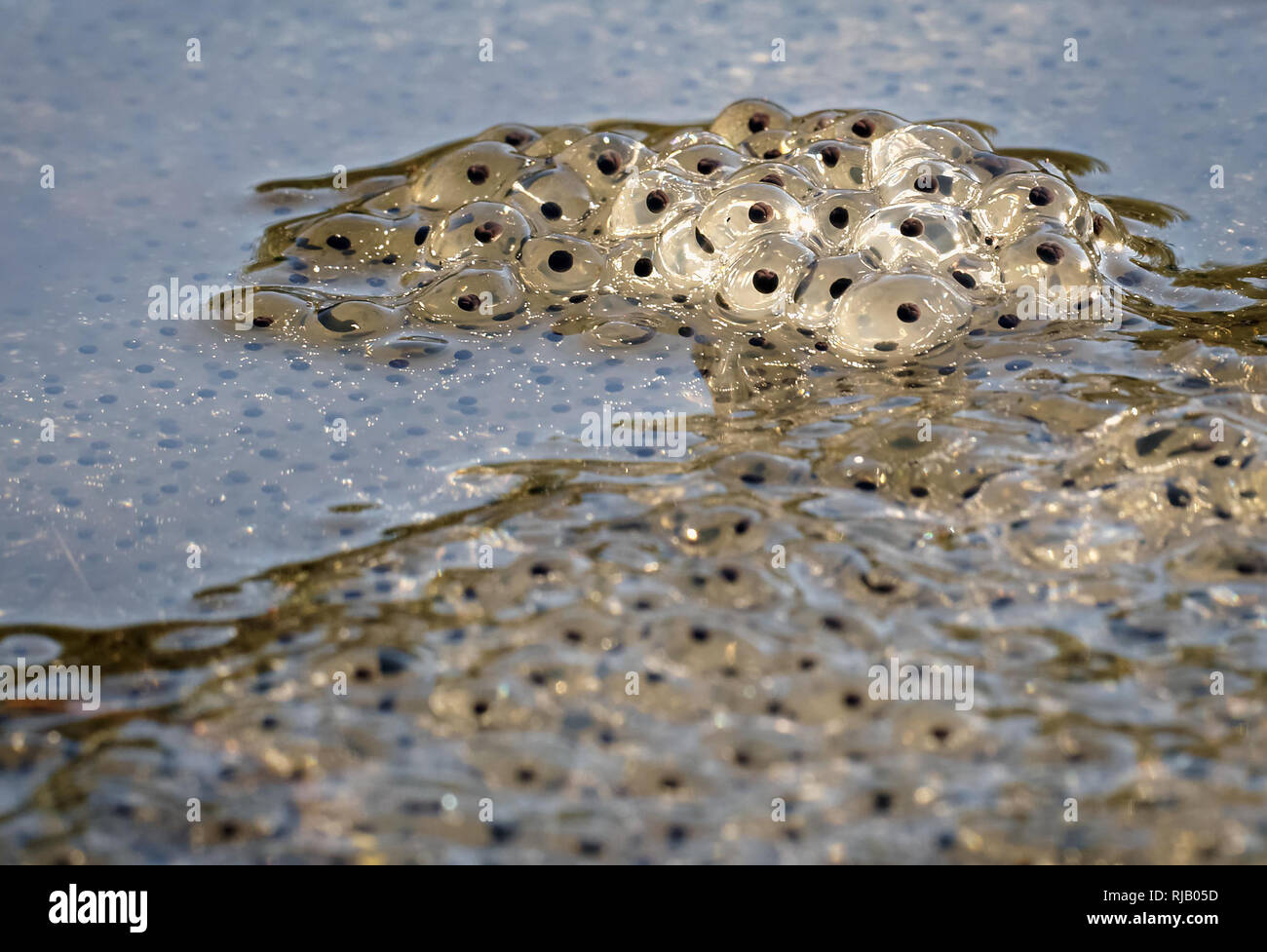 Moor frog finland hi-res stock photography and images - Alamy