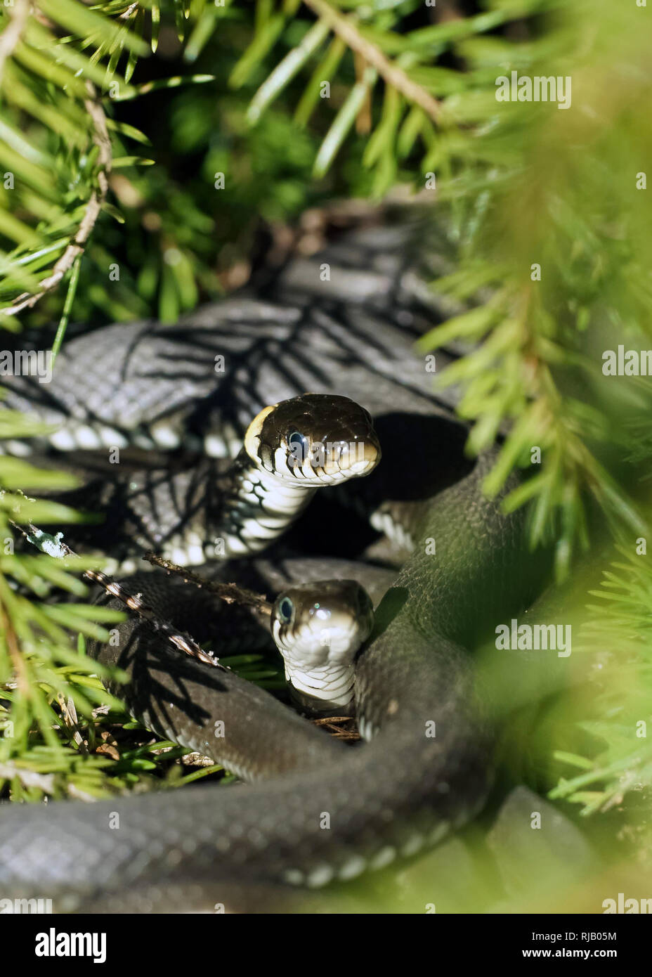 Grass snake in spring Stock Photo - Alamy