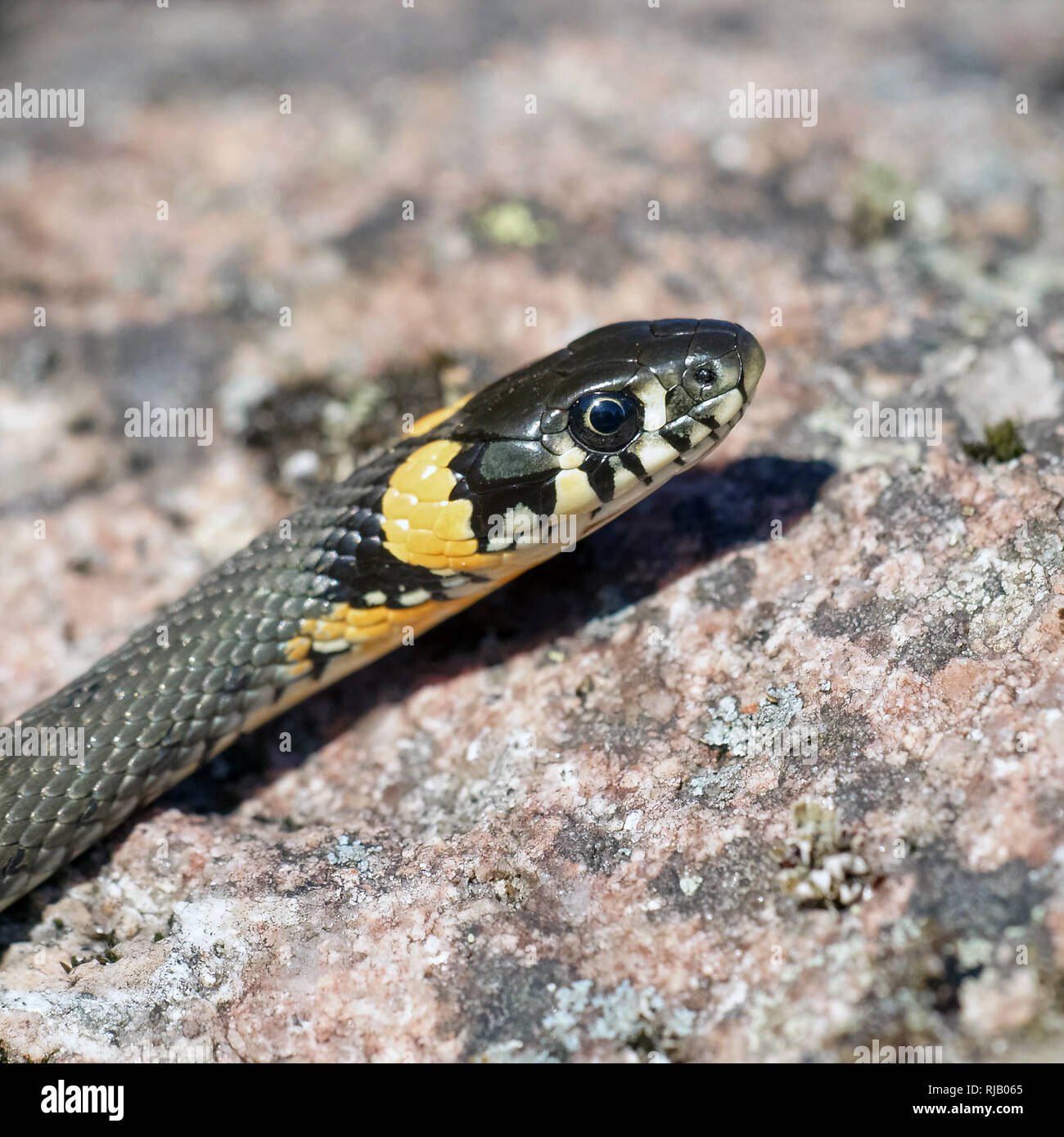 Grass snake in spring Stock Photo - Alamy