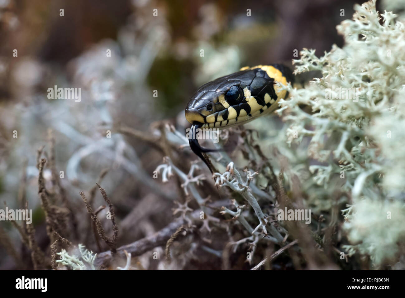Grass snake in spring Stock Photo - Alamy