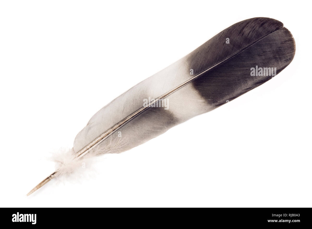 Single feather isolated on white Stock Photo - Alamy