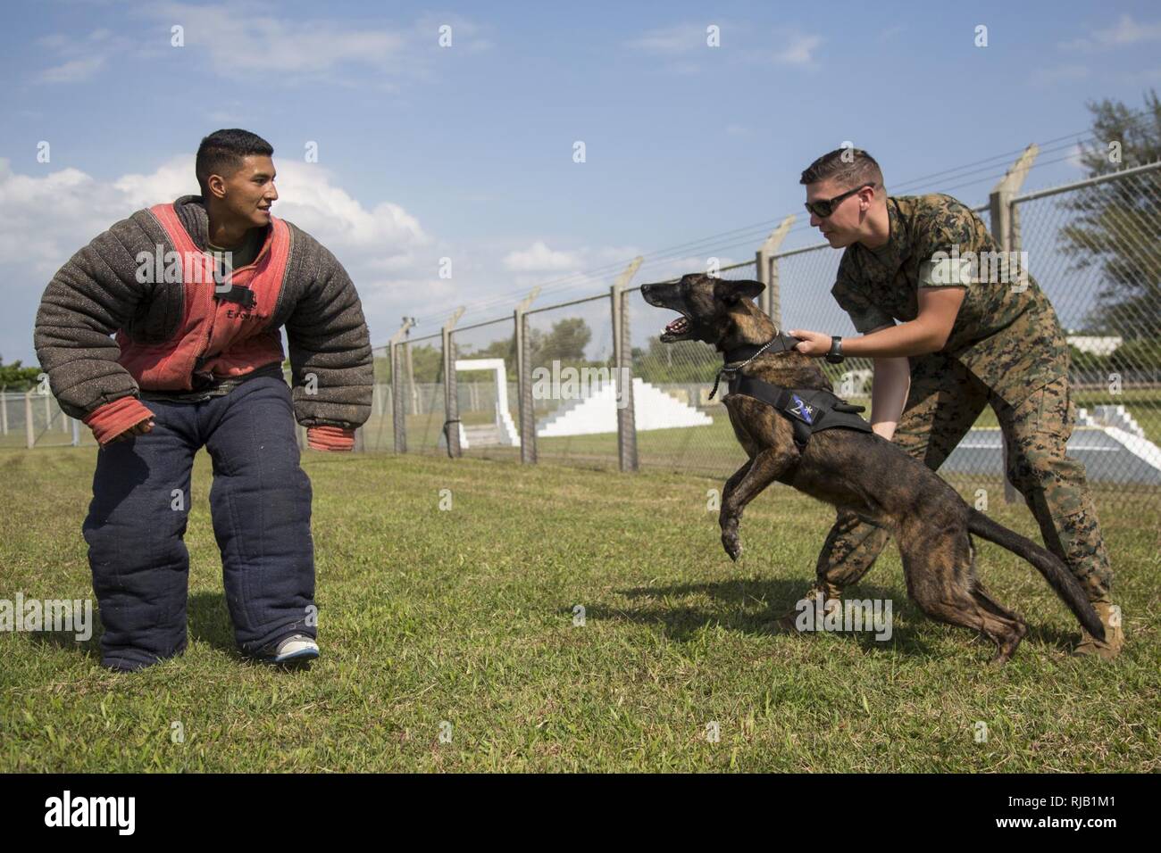 Marine corps dog handlers hi-res stock photography and images - Alamy