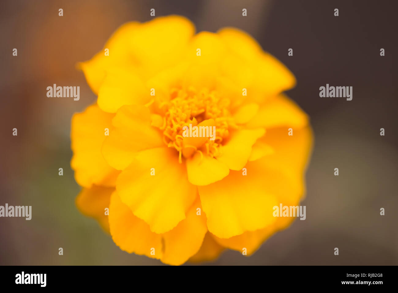 Marigold texture hi-res stock photography and images - Alamy