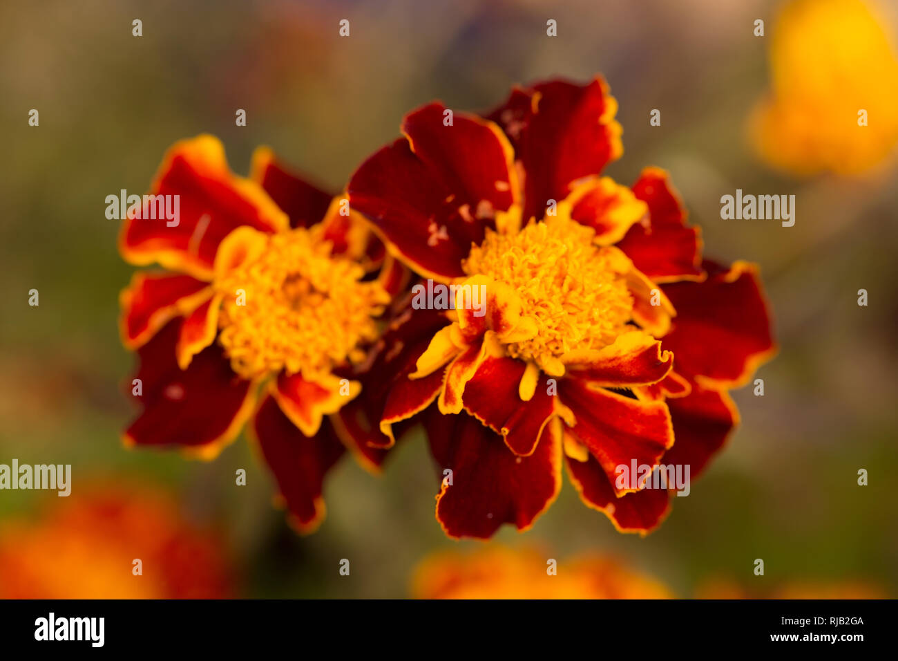 Marigold texture hi-res stock photography and images - Alamy