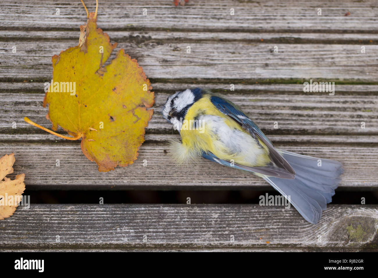 Dead little bird, Blue Tit flew to the window Stock Photo - Alamy