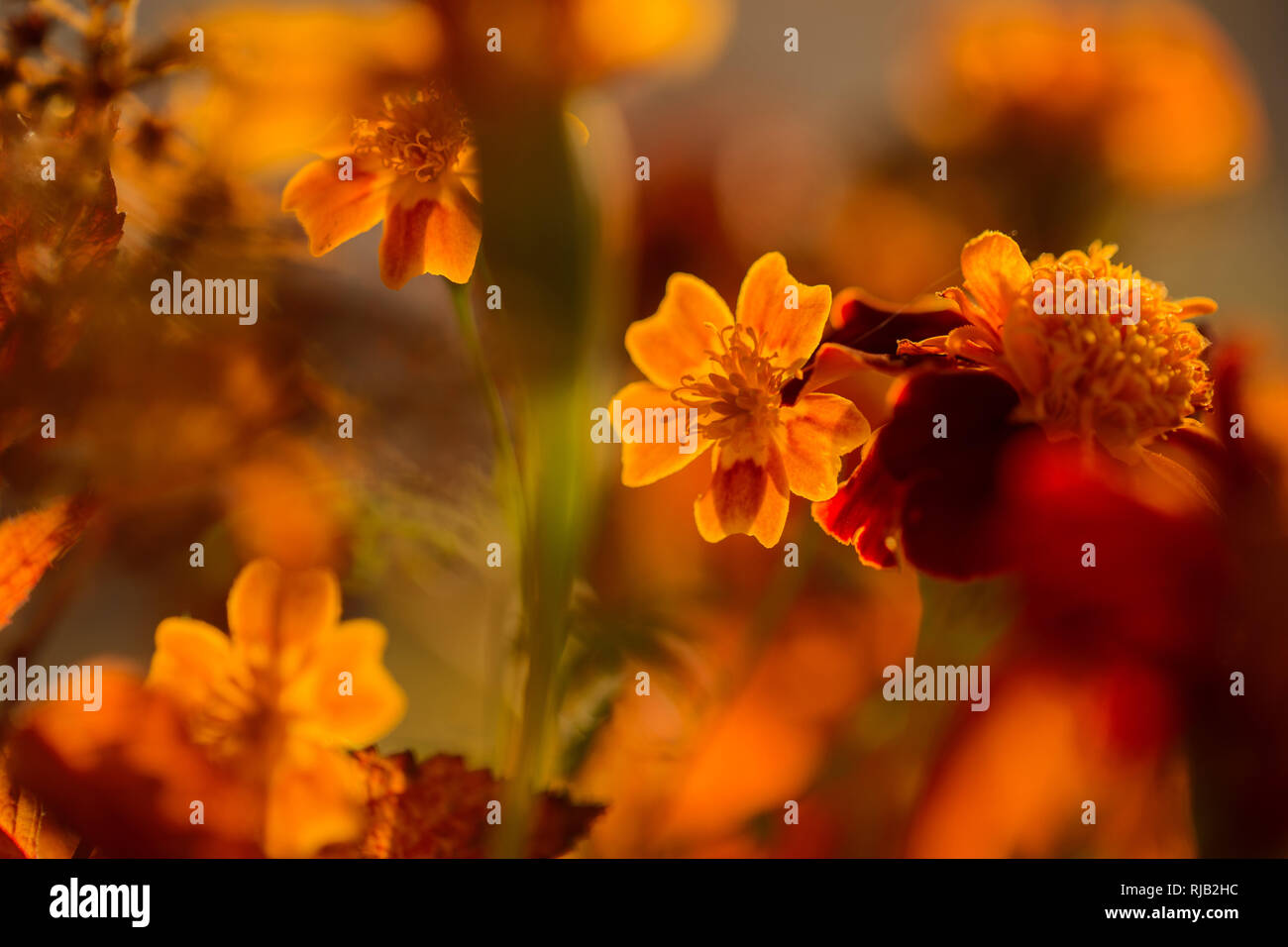 Marigold color hi-res stock photography and images - Alamy