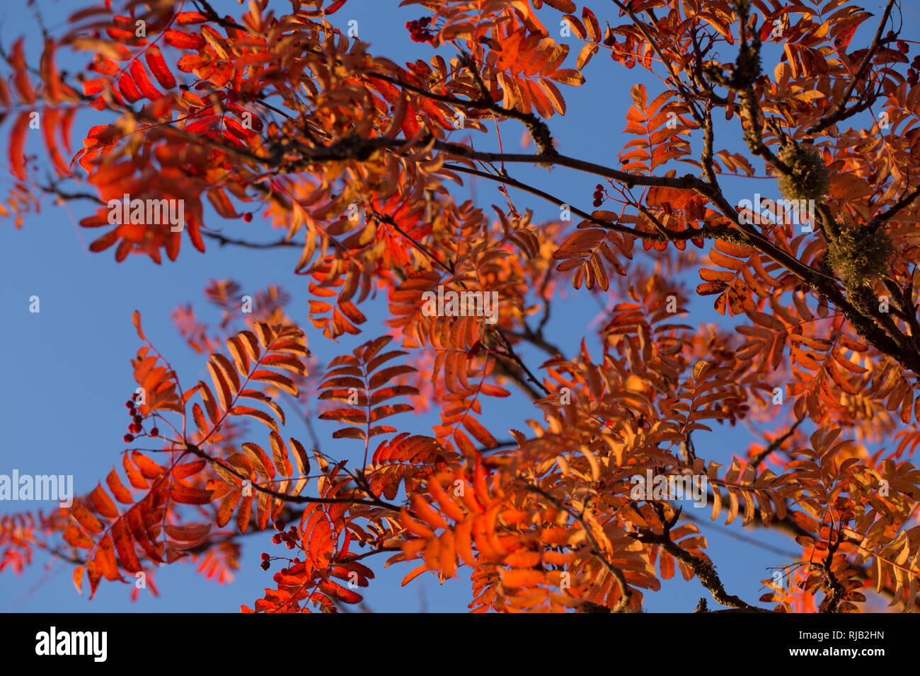 Rowan leaves in fall colors hi-res stock photography and images - Alamy
