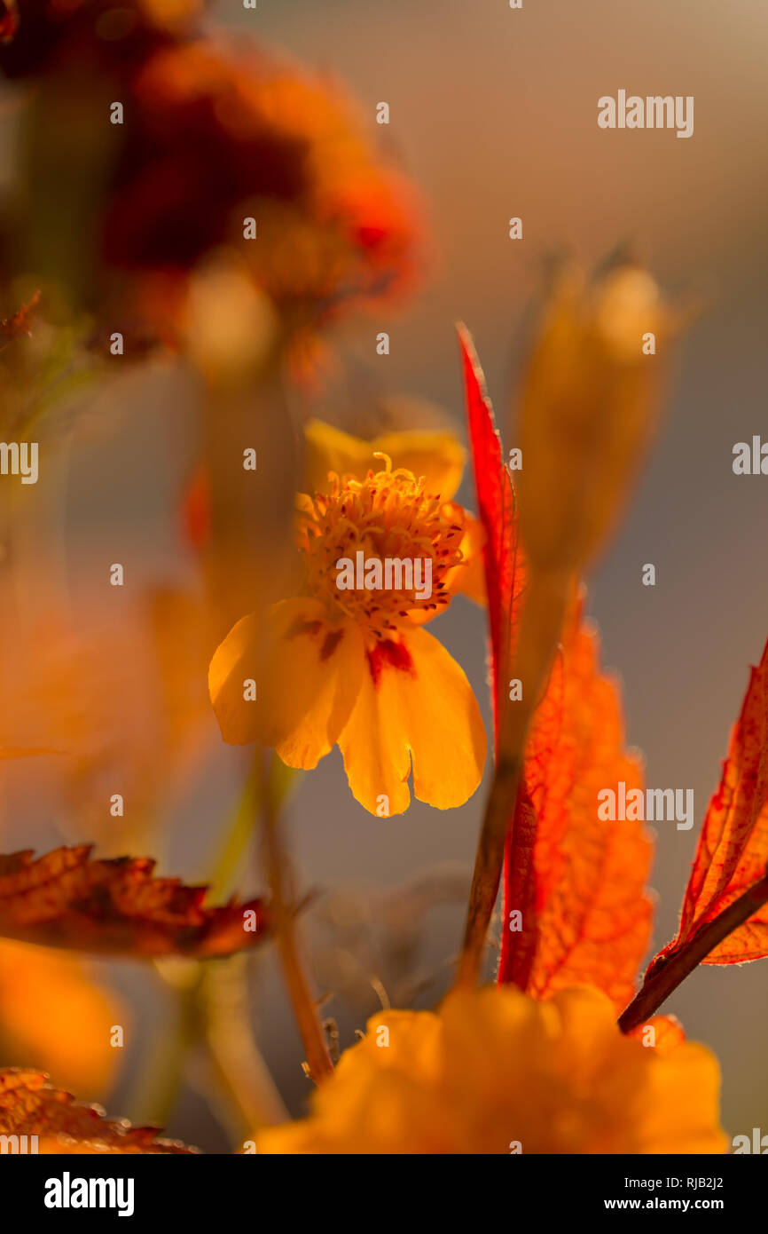 Marigold in autumn colors, nature background Stock Photo - Alamy