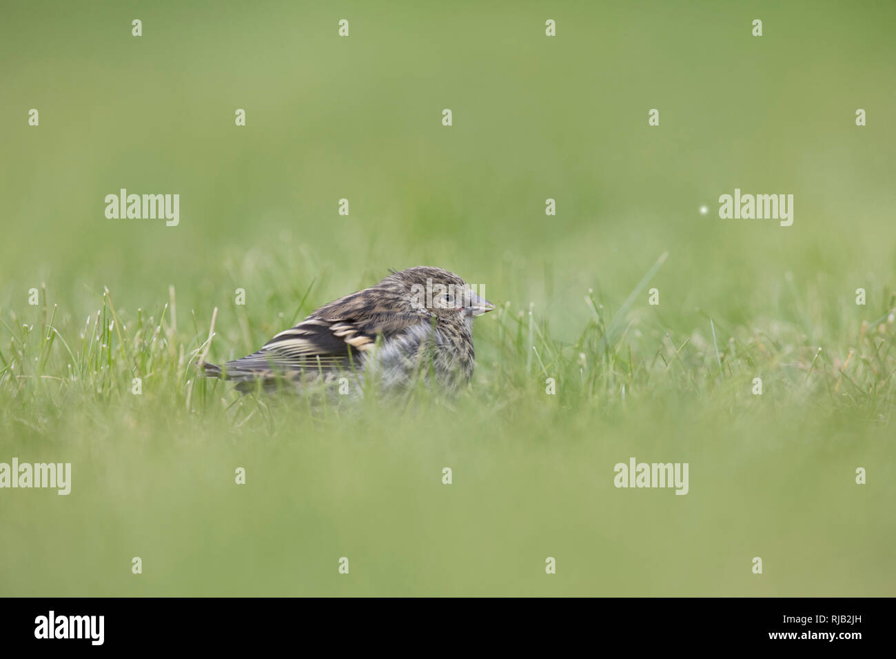 Bird finch garden hi-res stock photography and images - Alamy