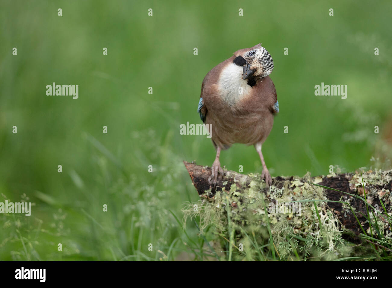 Jay fledgling hi-res stock photography and images - Alamy