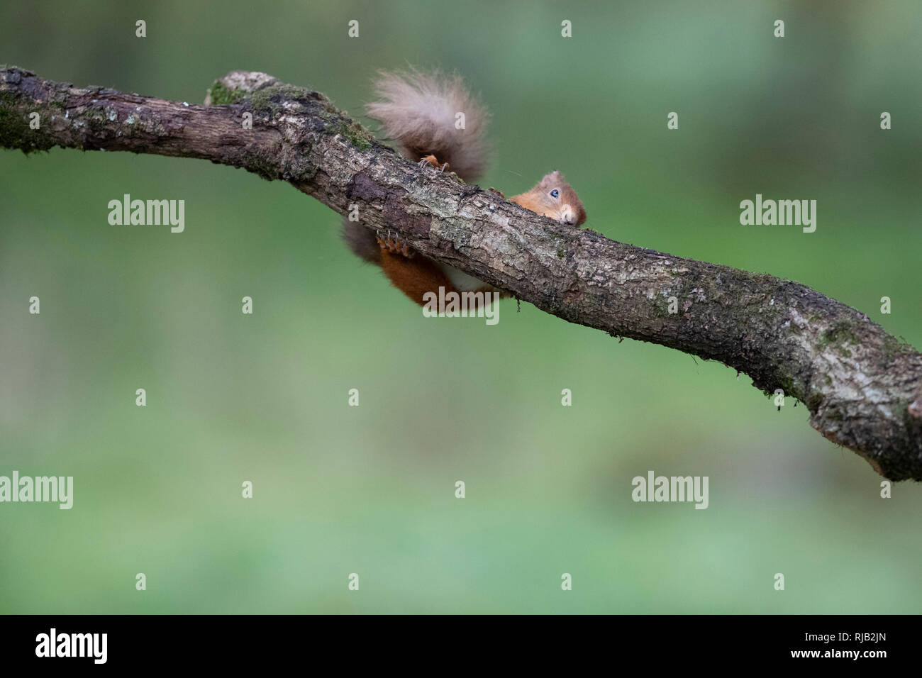Cute red squirrel climbing hi-res stock photography and images - Alamy