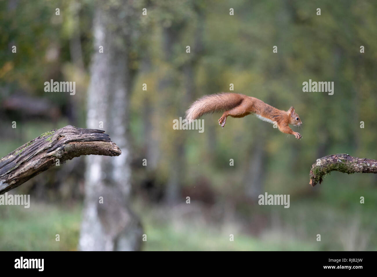Squirrel jumping from tree tree hi-res stock photography and images - Alamy