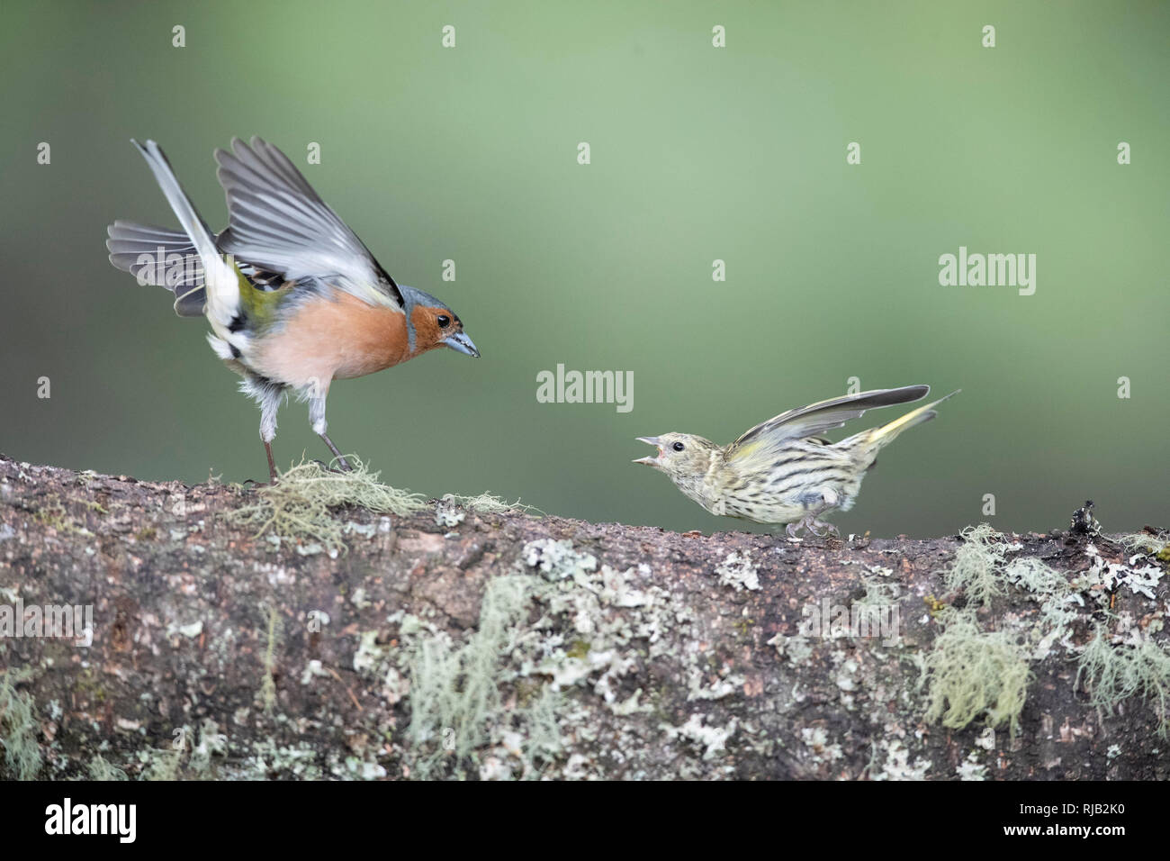 Fledgling Chaffinch High Resolution Stock Photography and Images - Alamy