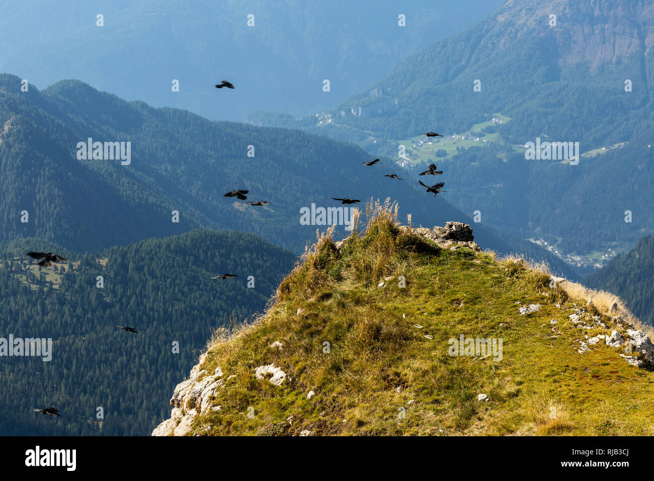 Birds of alps hi-res stock photography and images - Alamy