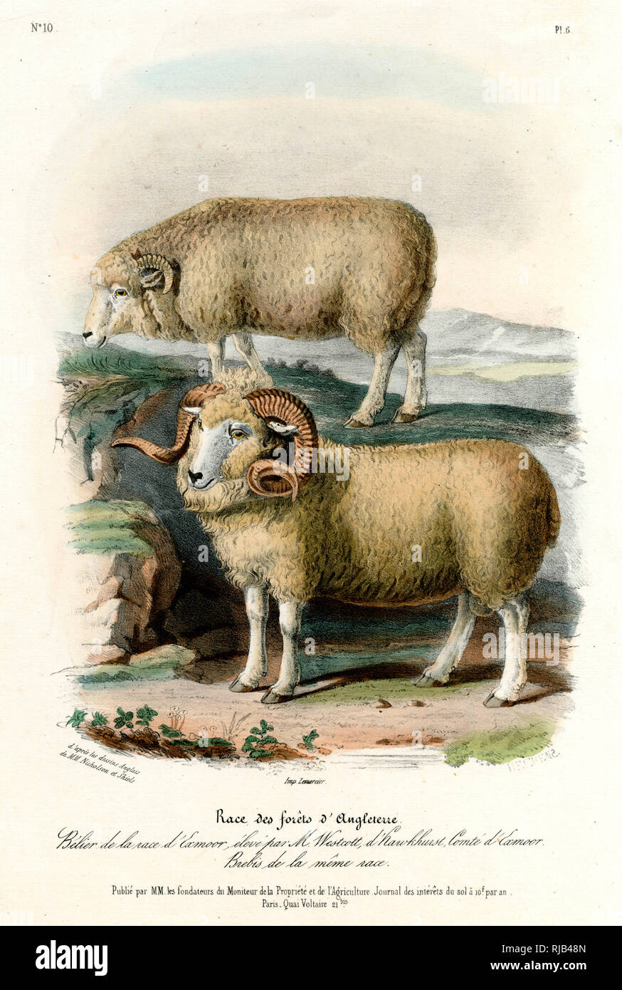Old english sheep hi-res stock photography and images - Alamy