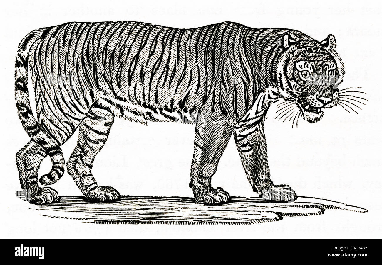 A TIGER (ENGRAVING Stock Photo - Alamy