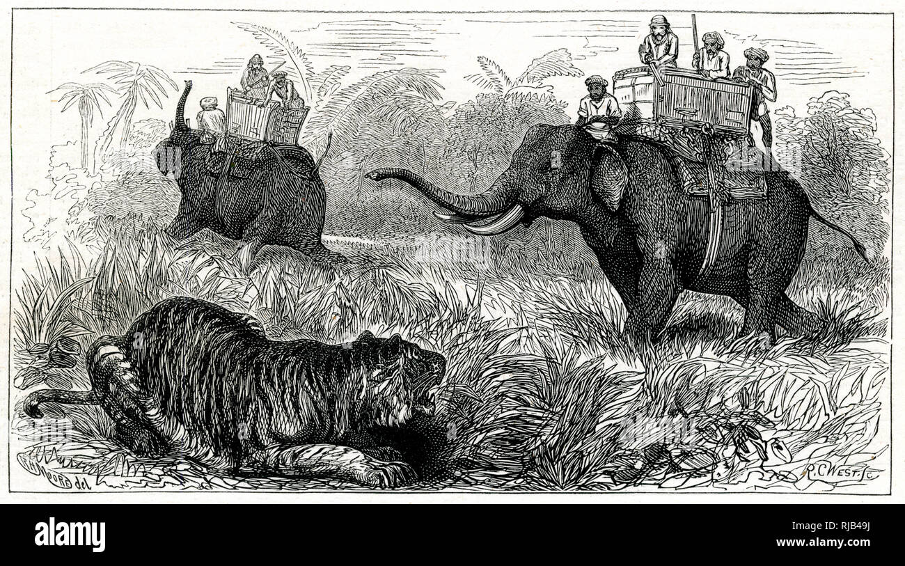 TIGER SHOOT FROM HOWDAH 1875 Stock Photo - Alamy