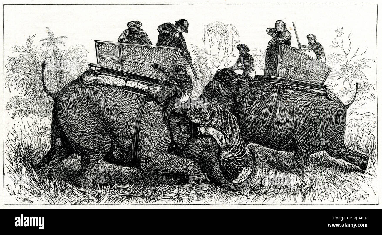 TWO HUNTERS AND TIGER 1875 Stock Photo - Alamy