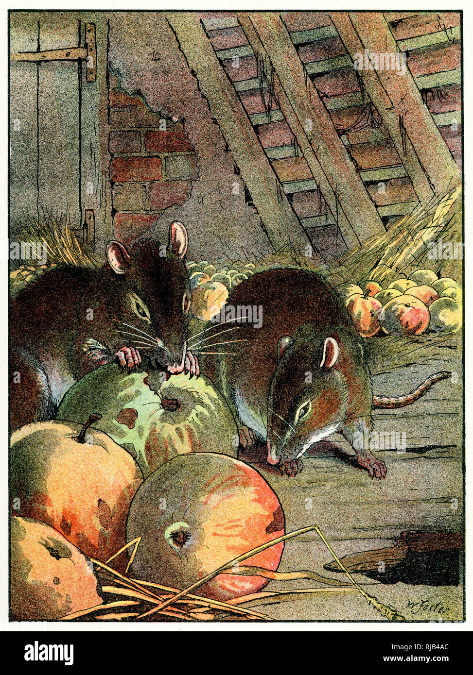RATS IN THE BARN C1910 Stock Photo - Alamy