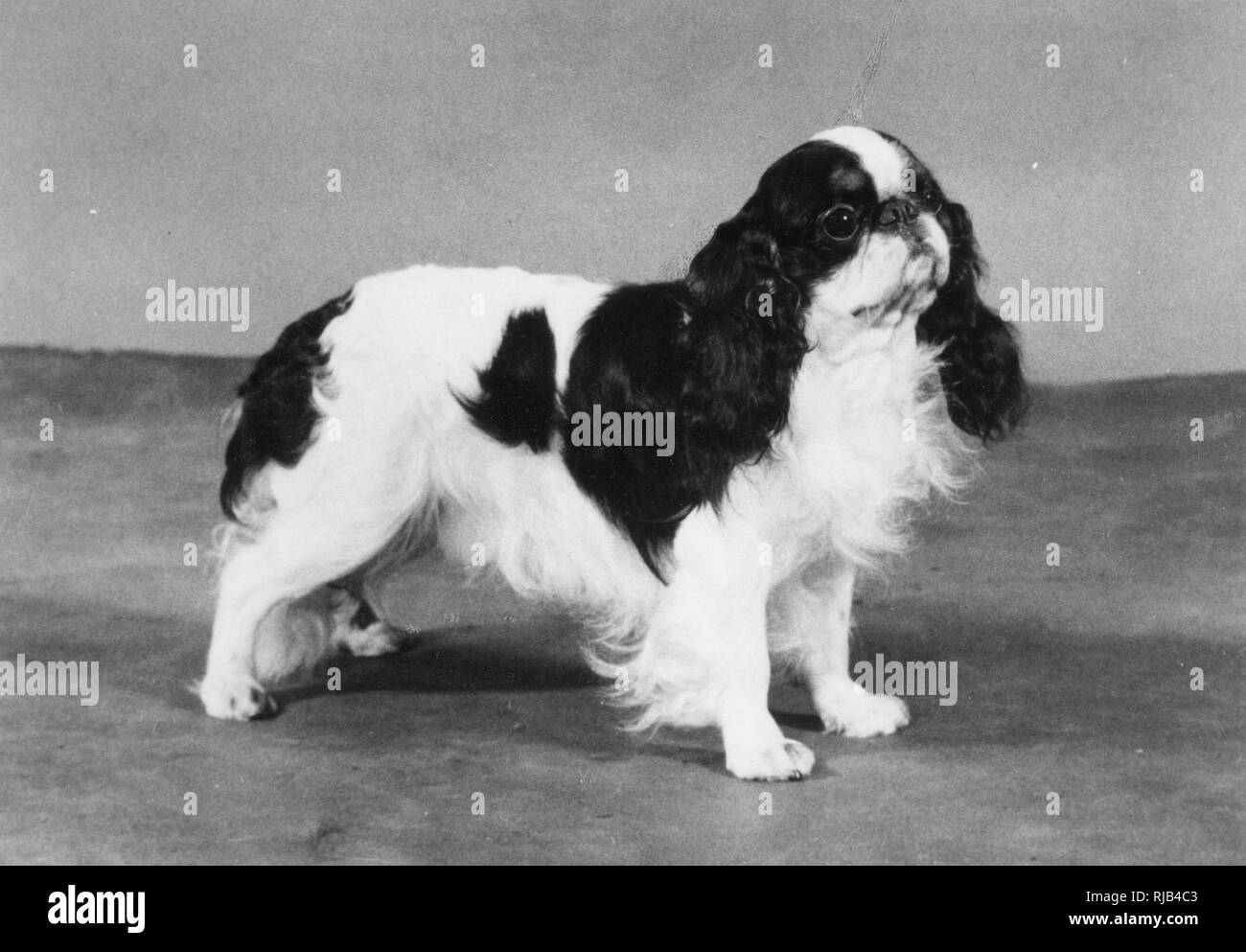 Prince charles spaniel hi-res stock photography and images - Alamy