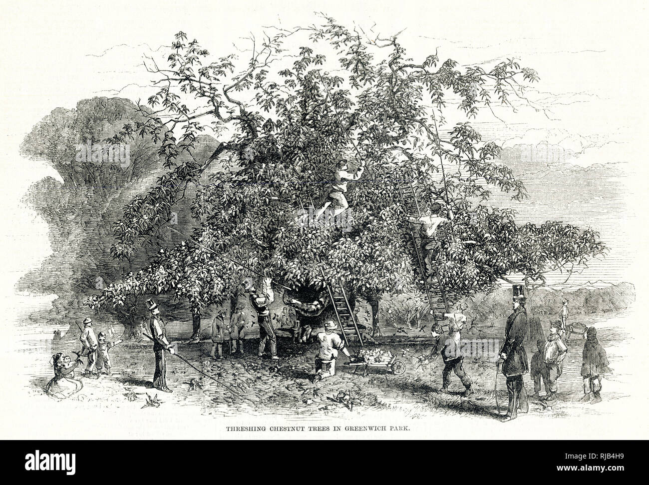 Threshing sticks hi-res stock photography and images - Alamy