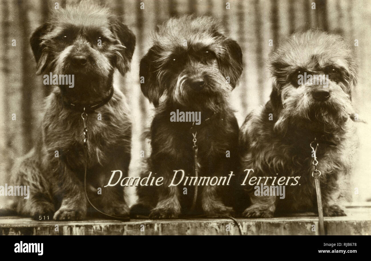 Dandie dinmont hi-res stock photography and images - Alamy