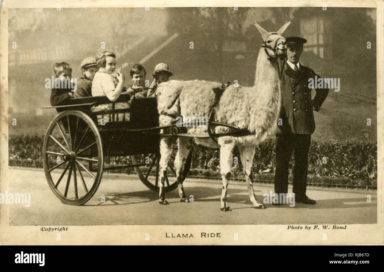 Llama Ride with keeper and children, London Zoo, London Stock Photo - Alamy