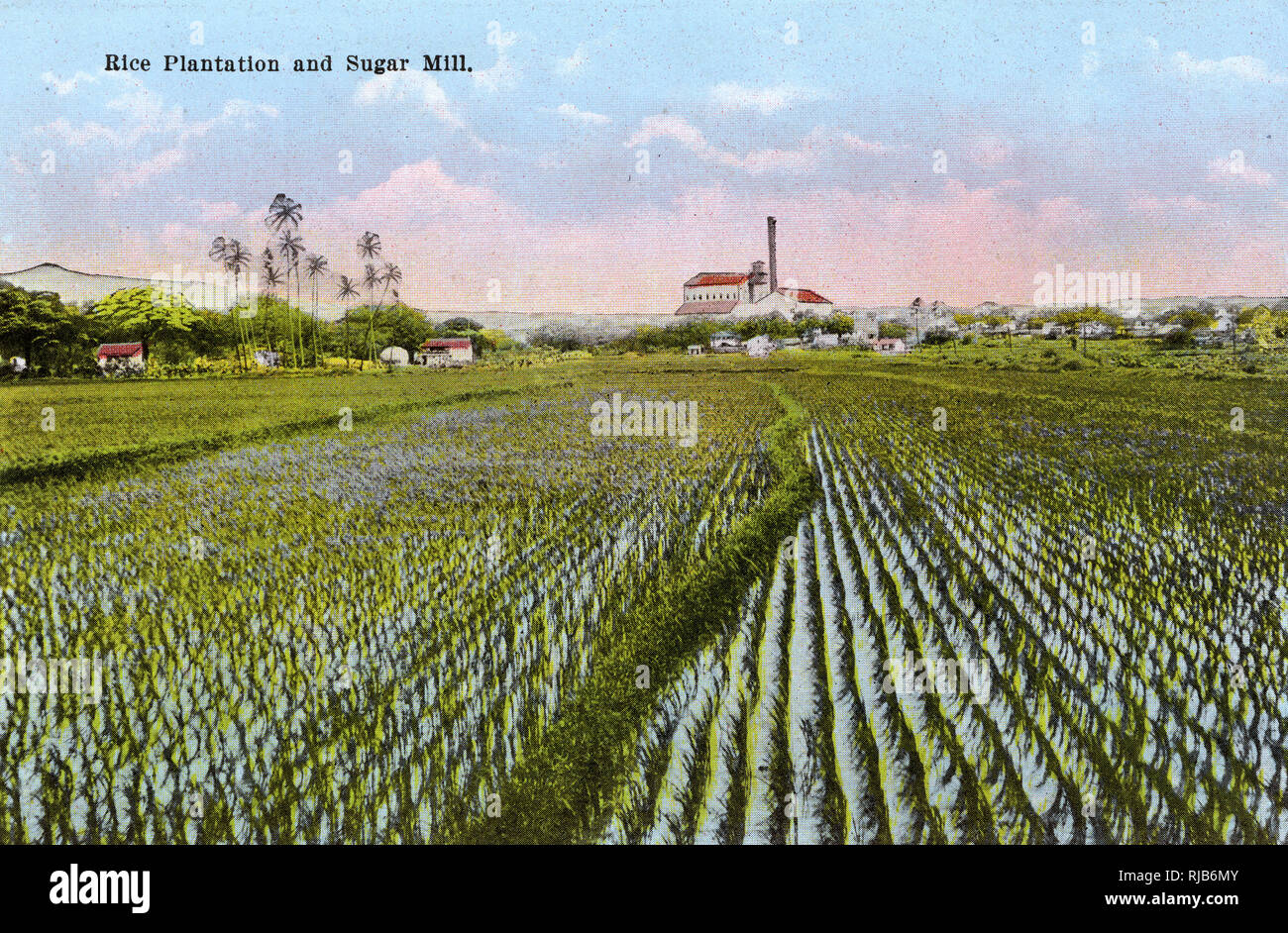 Plantation sugar 1920s hi-res stock photography and images - Alamy