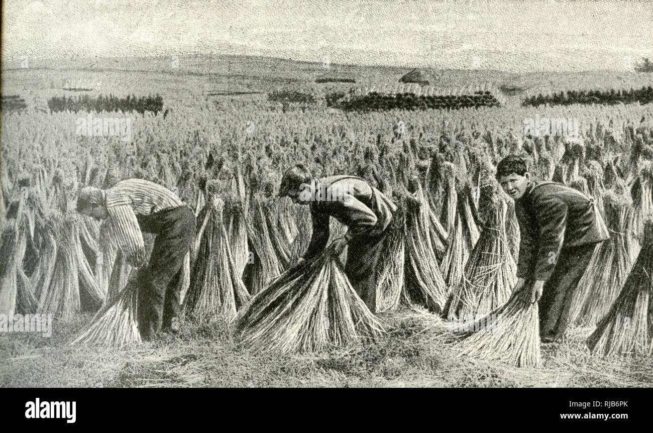 Sheaves of flax drying in a field, Belgium Stock Photo - Alamy