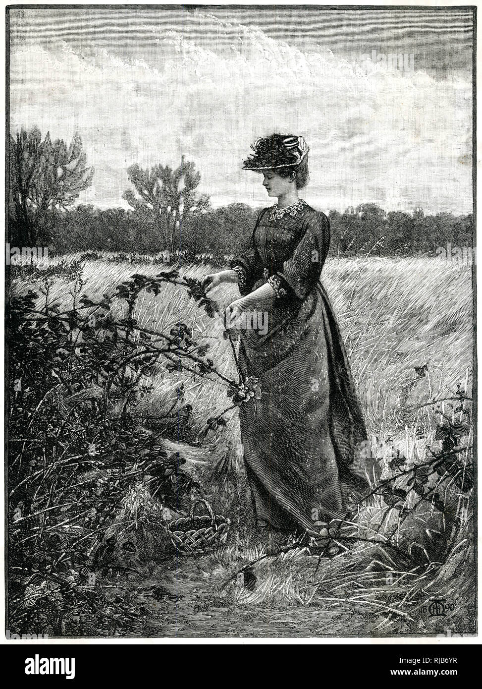 Blackberry picking 1880 Stock Photo - Alamy