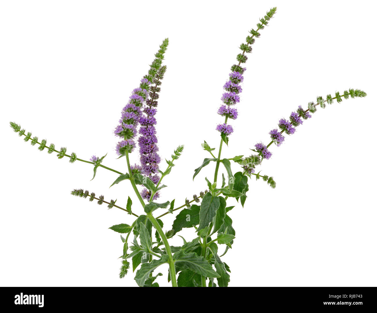 Mint flowers isolated on white background Stock Photo - Alamy