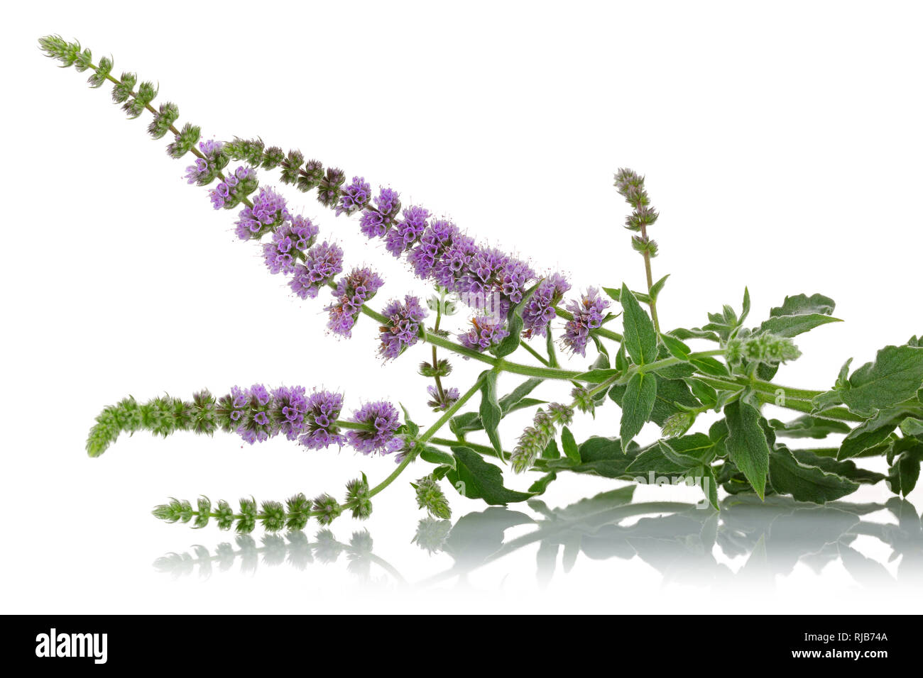Mint flowers isolated on white background Stock Photo - Alamy