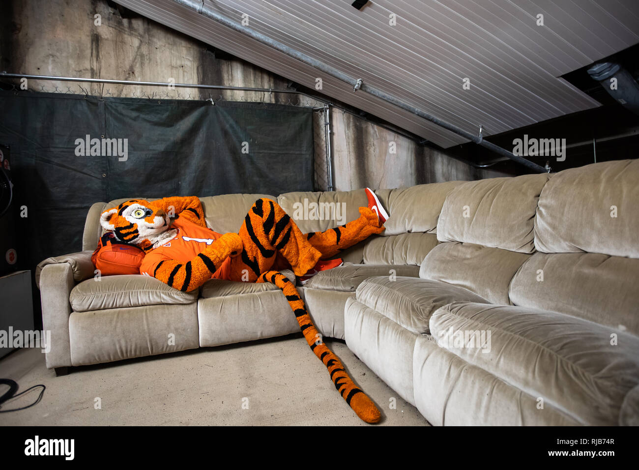Clemson University mascot The Tiger and Cubby during football parade ...
