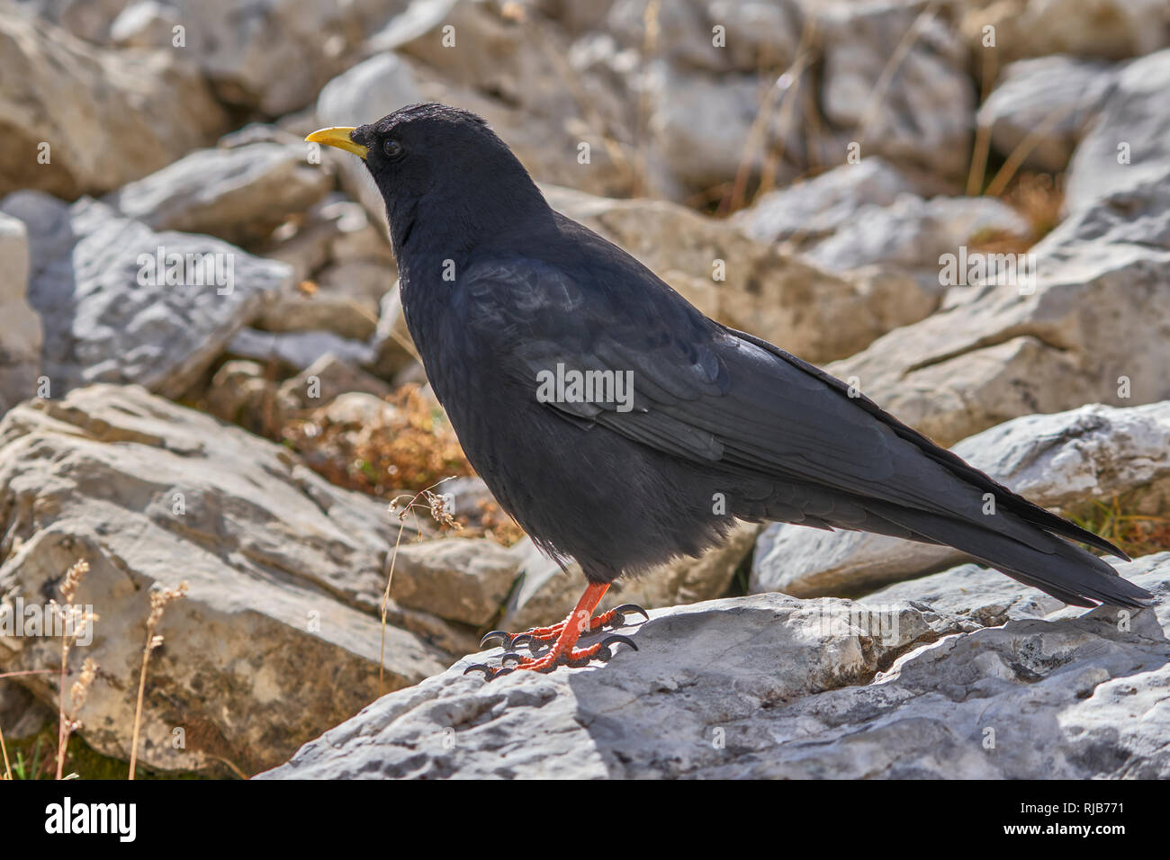 Alpine chough, Pyrrhocorax graculus, Dolomites, Veneto, Italy Stock ...