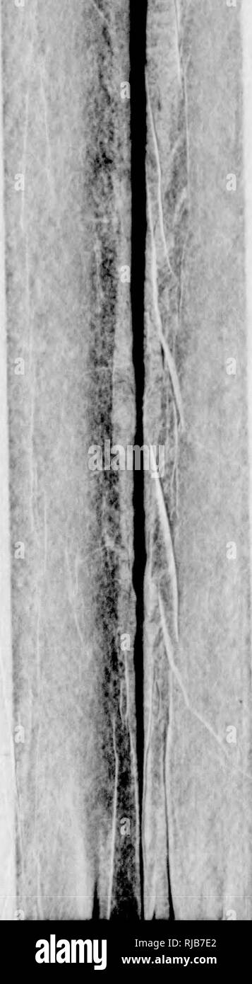 Zenaida st Black and White Stock Photos & Images - Alamy