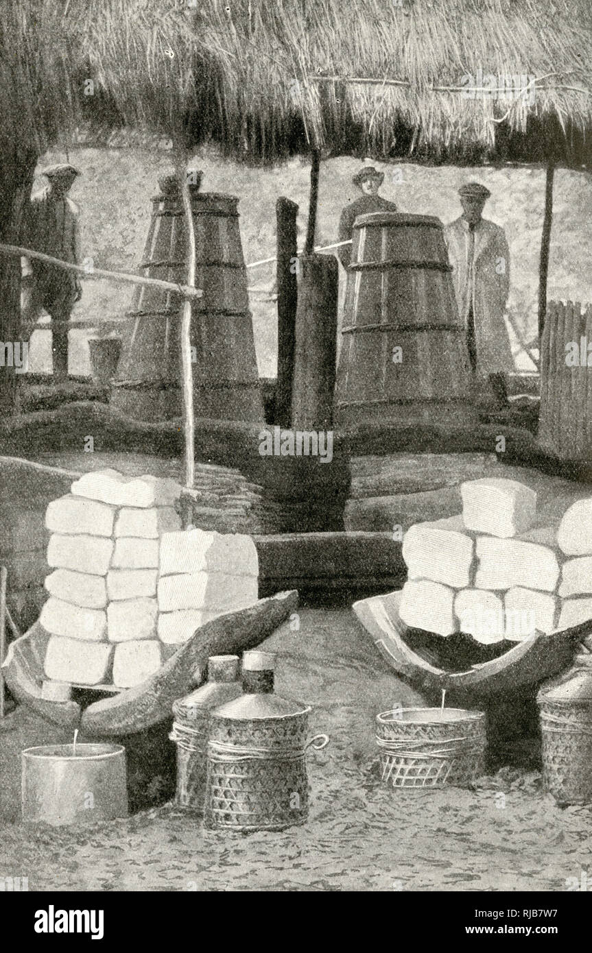 Formosa camphor hi-res stock photography and images - Alamy