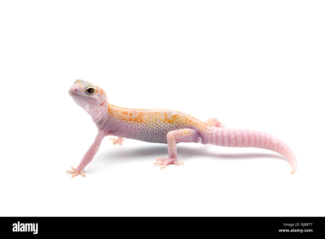 Leopard Gecko isolated on white background Stock Photo - Alamy