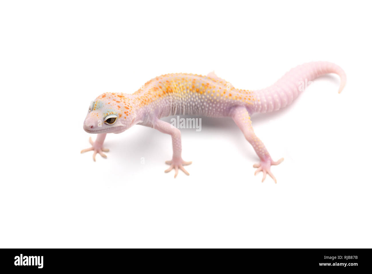 Leopard Gecko isolated on white background Stock Photo - Alamy