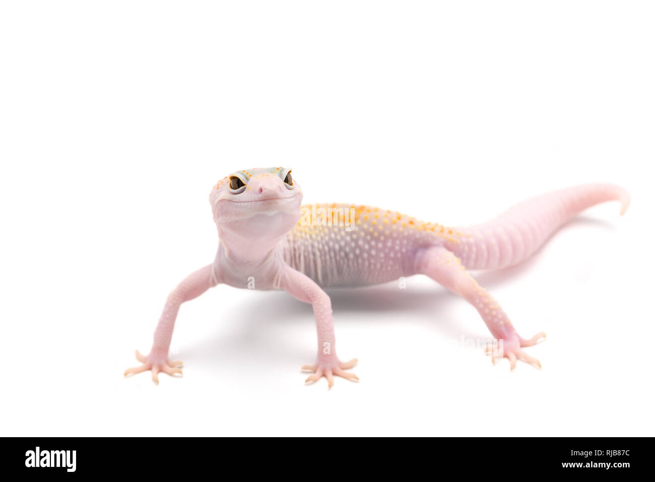 Leopard Gecko isolated on white background Stock Photo - Alamy