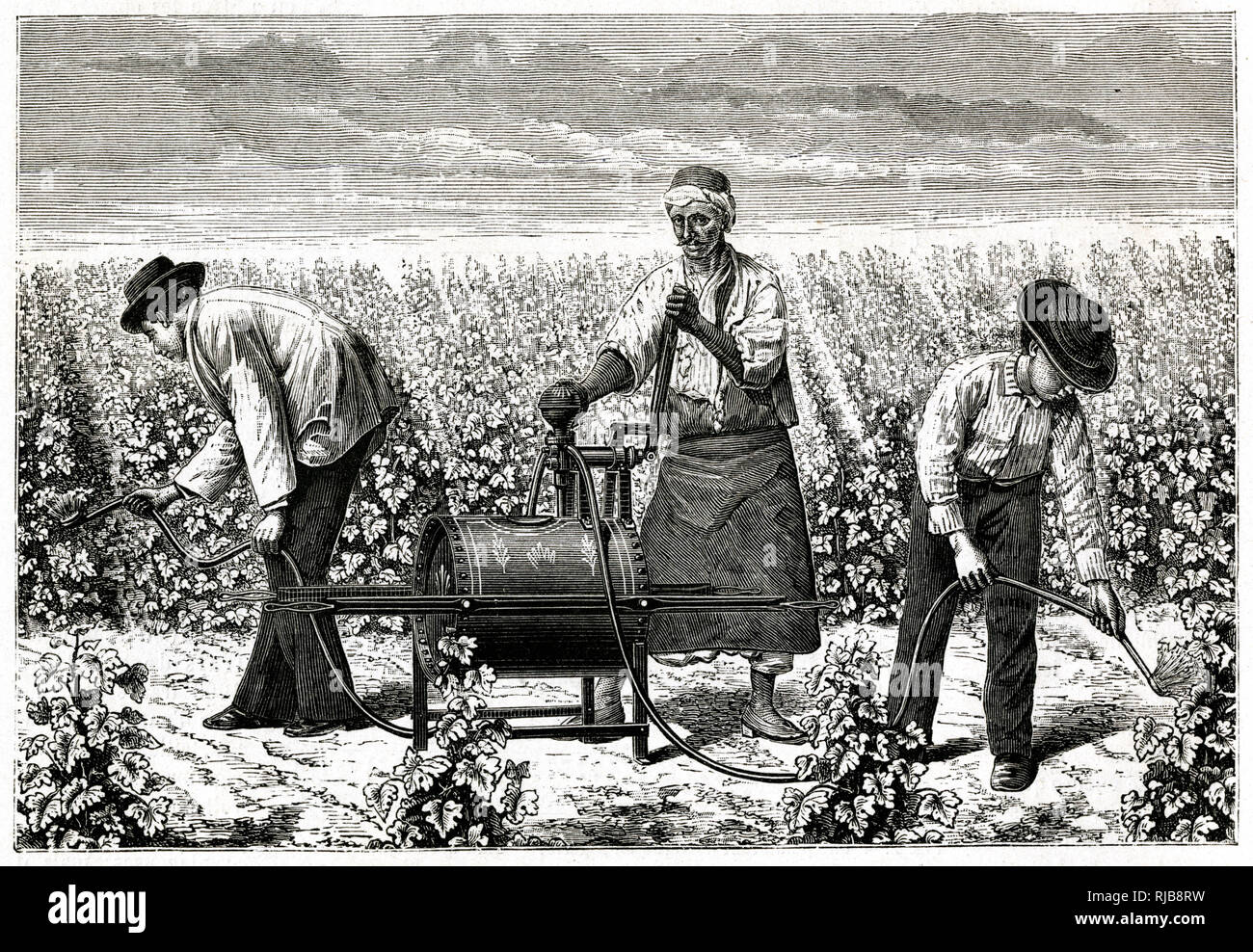 Vineyard algeria hi-res stock photography and images - Alamy
