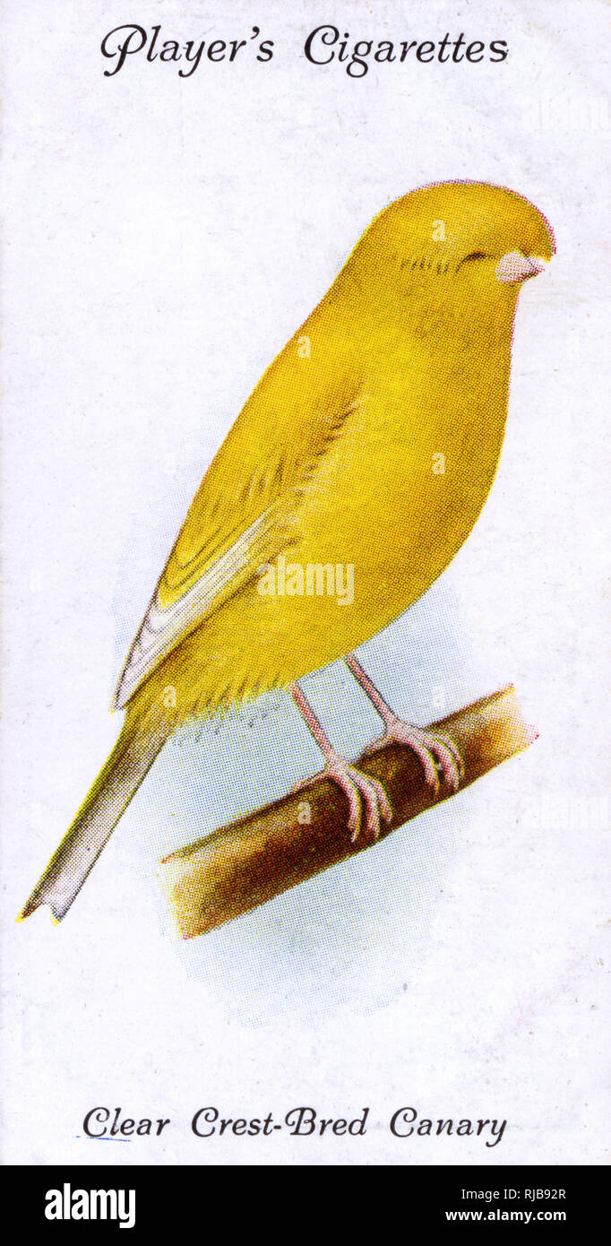 Clear Crest-Bred Canary Stock Photo - Alamy