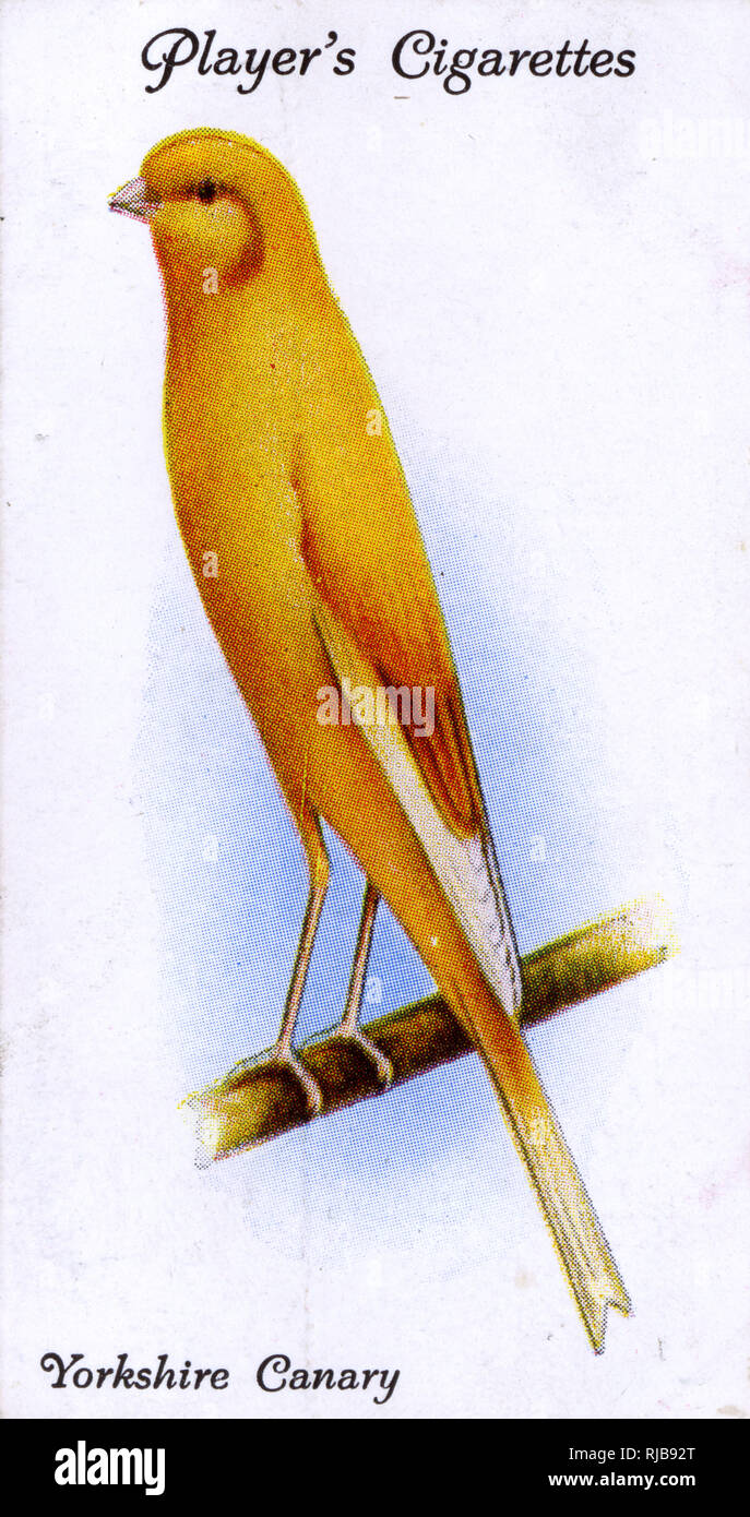 Yorkshire canary hi-res stock photography and images - Alamy