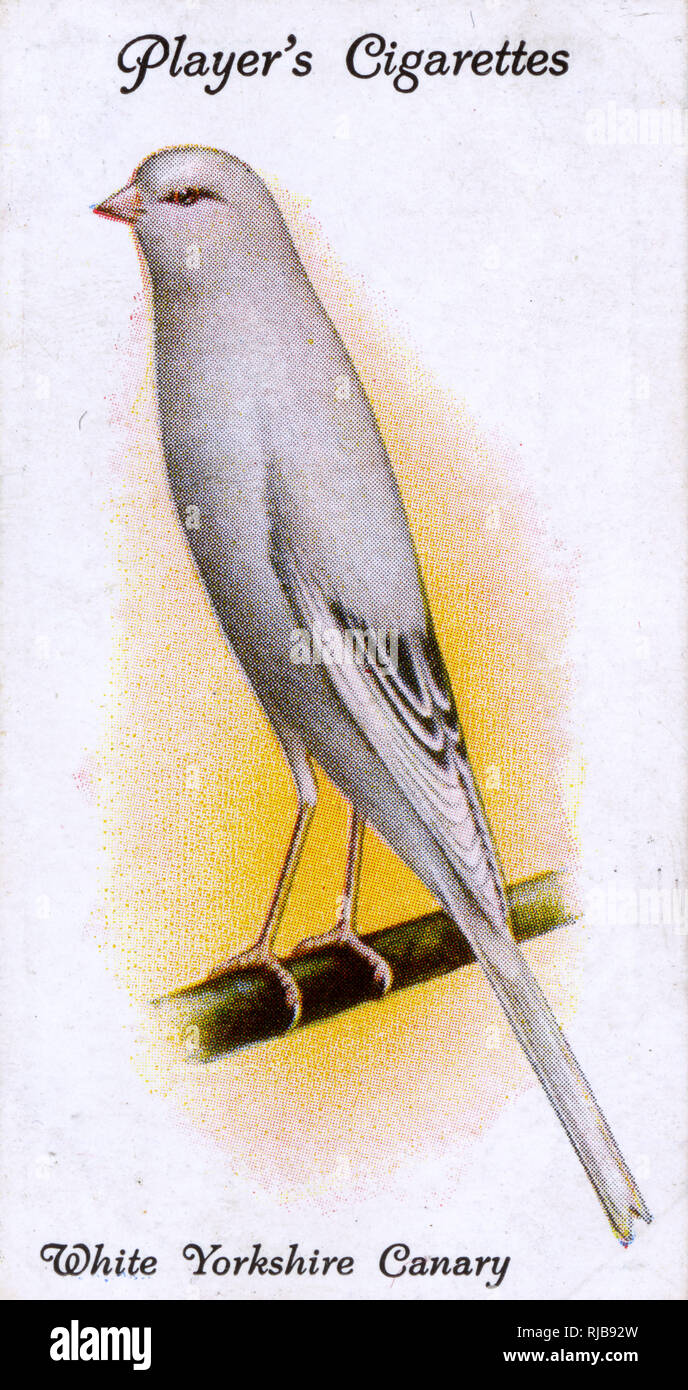 Yorkshire canaries hi-res stock photography and images - Alamy