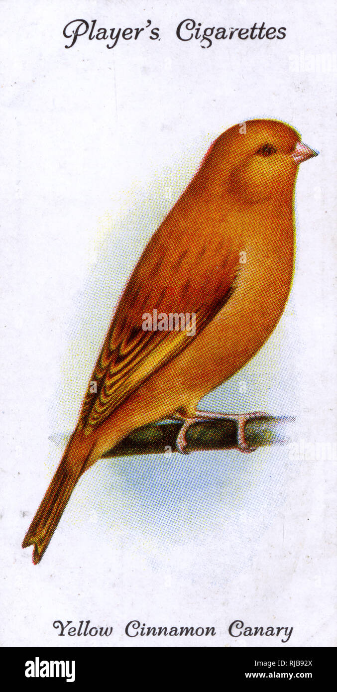 Canaries bird yellow hi-res stock photography and images - Alamy