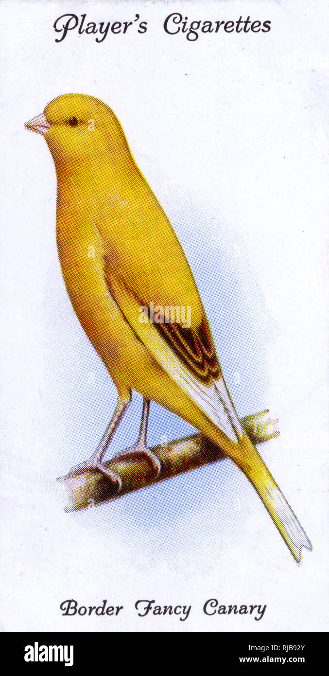 Border Fancy Canary Stock Photo - Alamy