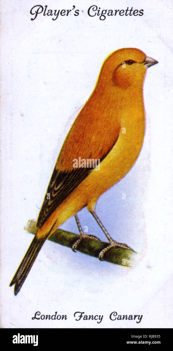 London Fancy Canary Stock Photo - Alamy