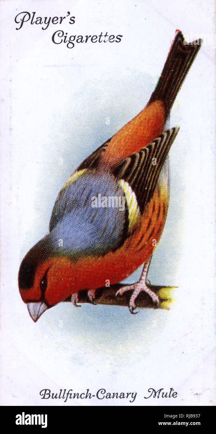 Bullfinchcanary hi-res stock photography and images - Alamy