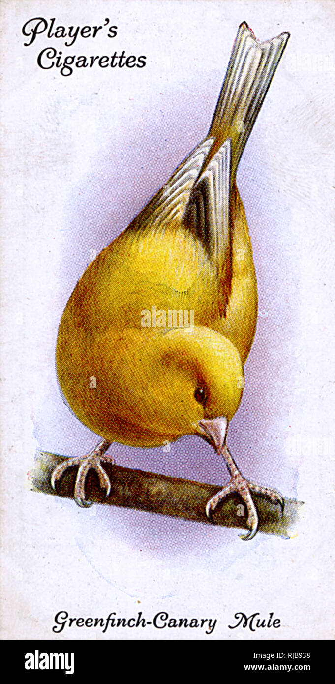 Mule bird hi-res stock photography and images - Alamy