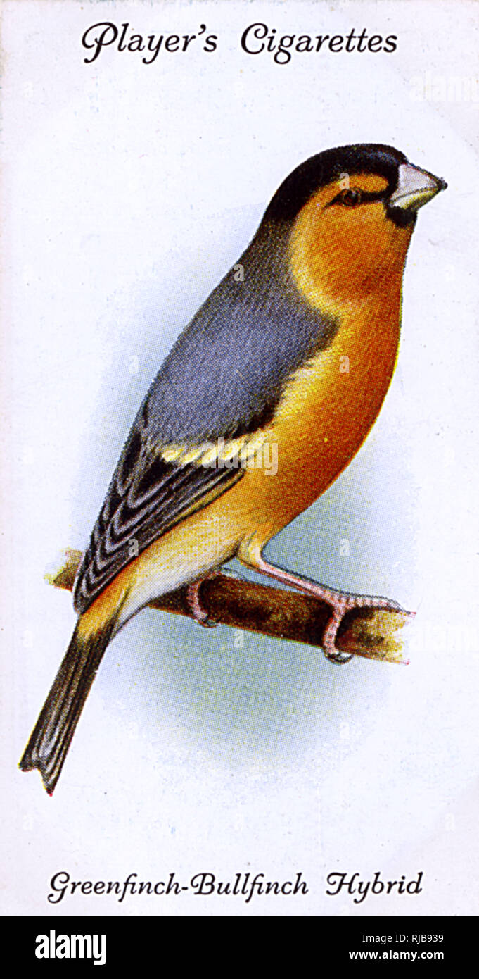 Hybrid birds hi-res stock photography and images - Alamy