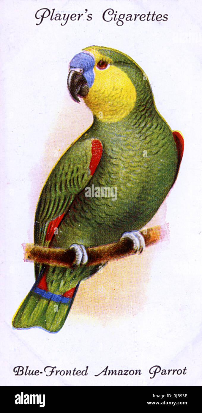 Bluefronted parrot hi-res stock photography and images - Alamy